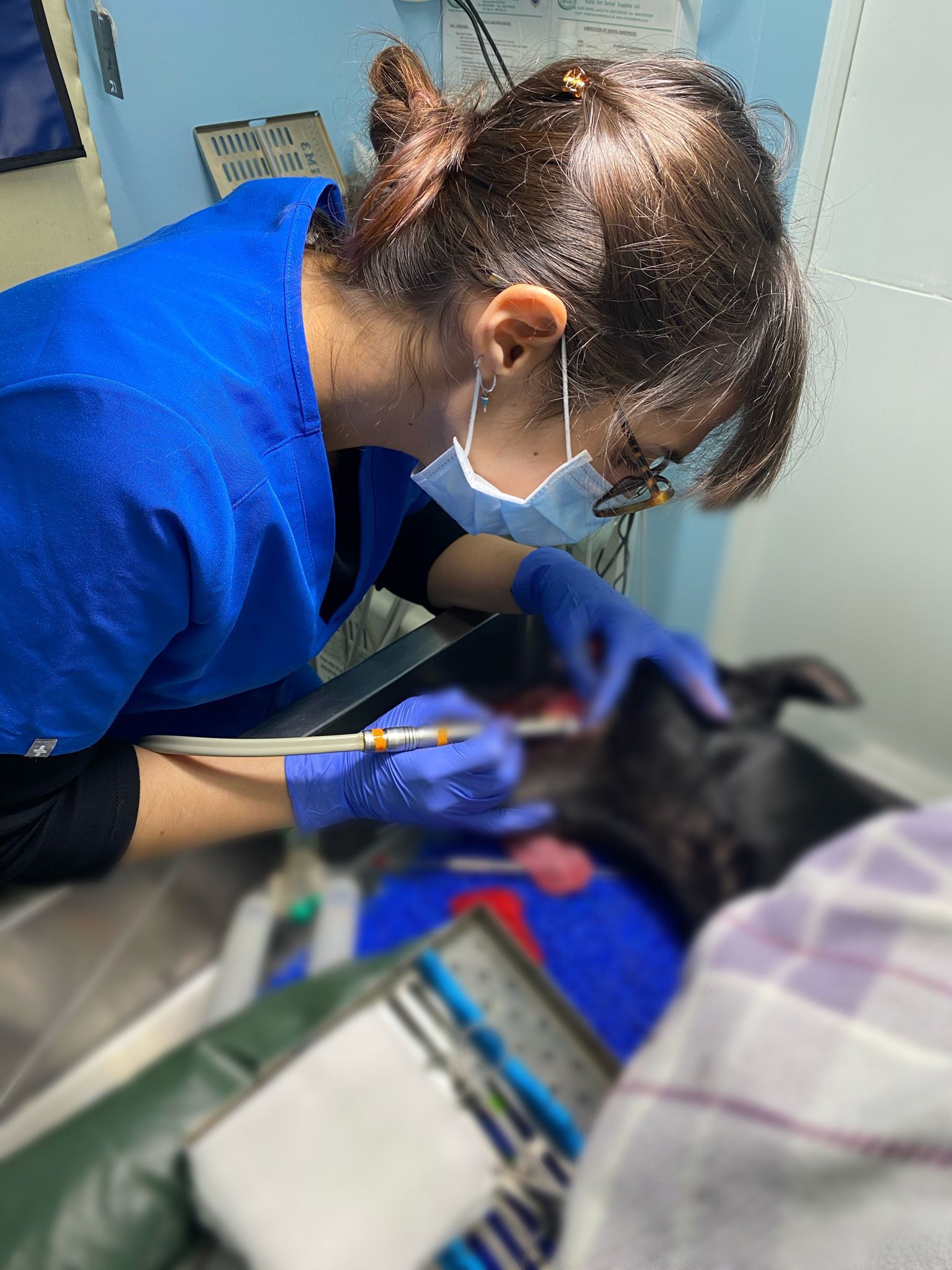 Dangers Of Anaesthetic Free Pet Dentals | Mayne Vets
