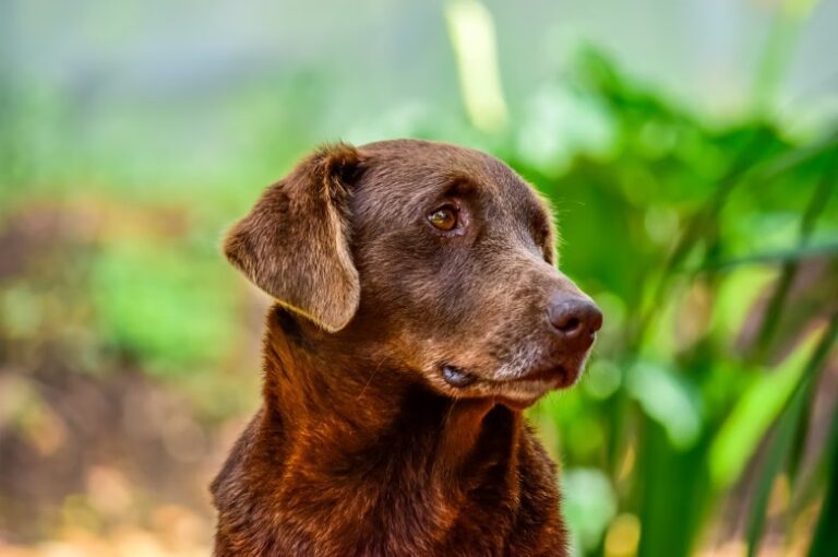 Librela For Dogs | Arthritis In Dogs | Mayne Vets